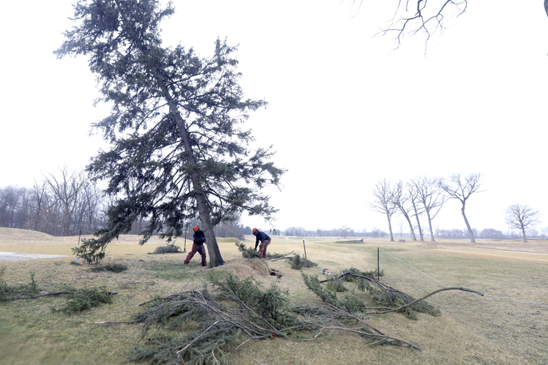 ‘Hinkle Tree’ uprooted by wind | News, Sports, Jobs - Morning Journal